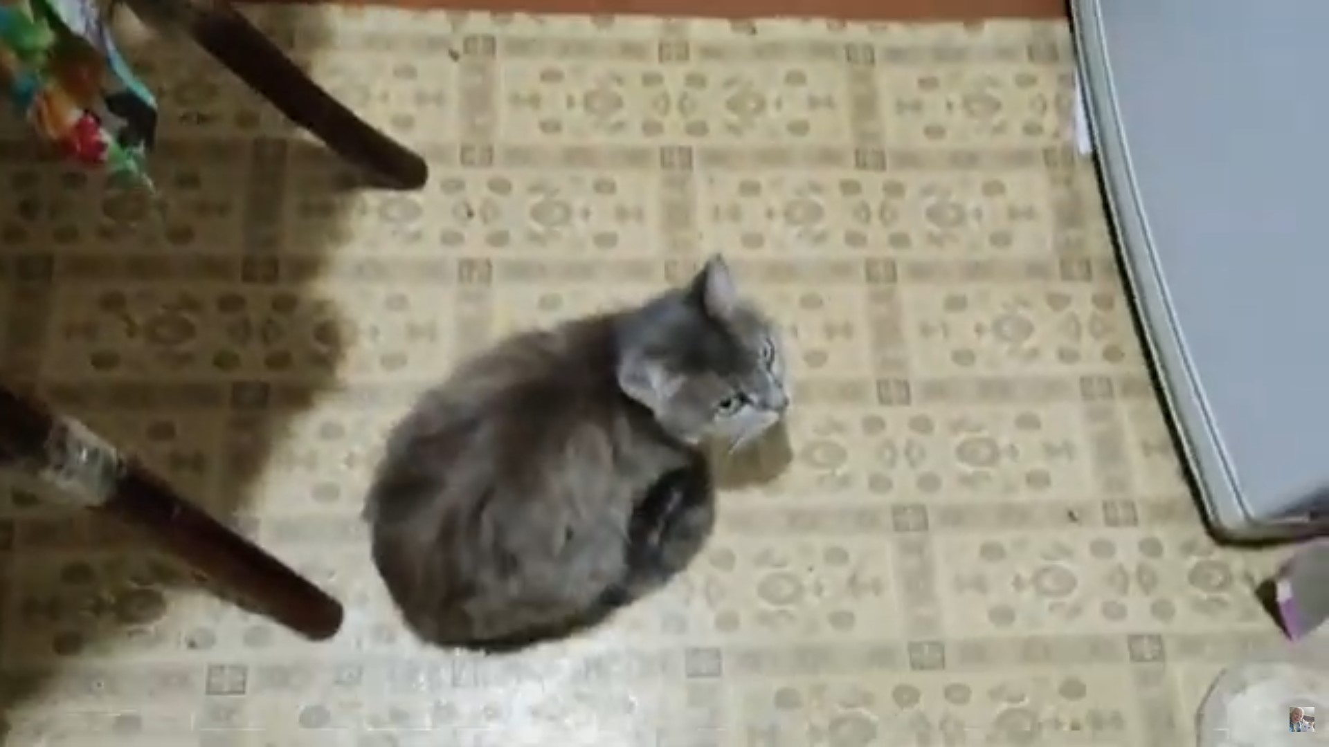 Т/Б если у вас живёт кошка.mp4