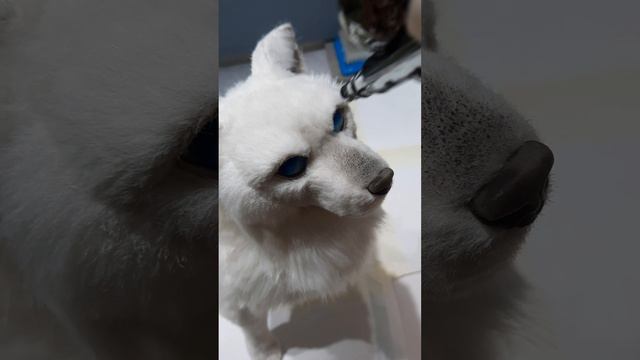 Рабочий процесс создания волка. Репортаж из мастерской