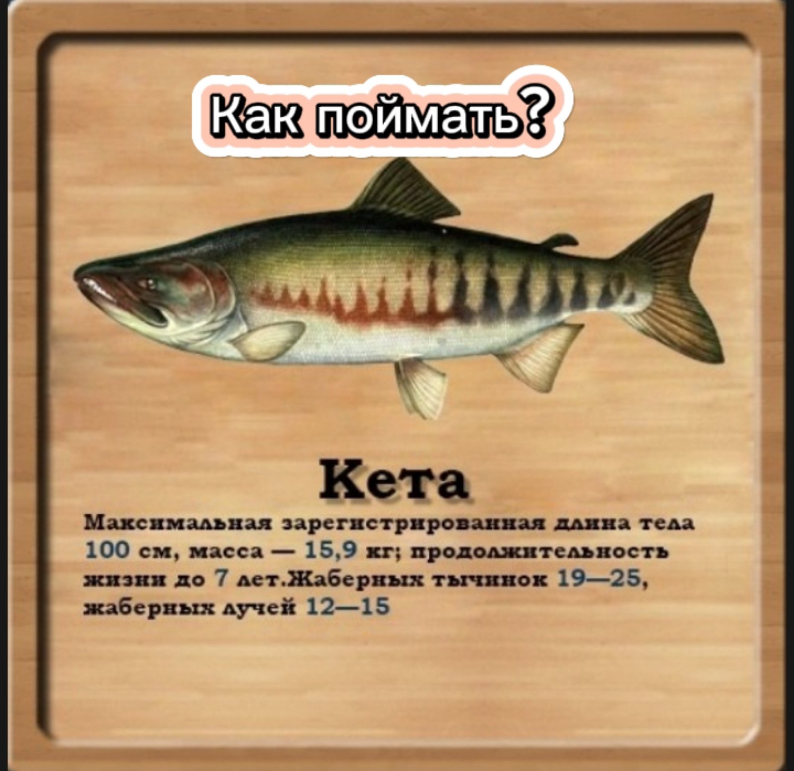 Как поймать рыбу Кета на реке Клондайк, реальная рыбалка.