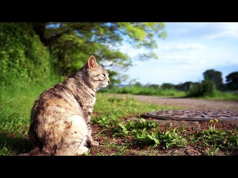 Знаете ли вы, где пропадает ваш кот