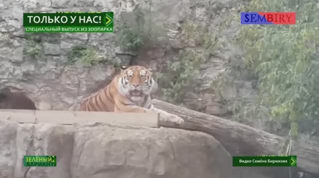 ЗООПАРК: ДИКИЕ И ОПАСНЫЕ ОБИТАТЕЛИ. ЗЕЛЁНЫЙ ВАРИАНТ. Выпуск от 29.05.2019