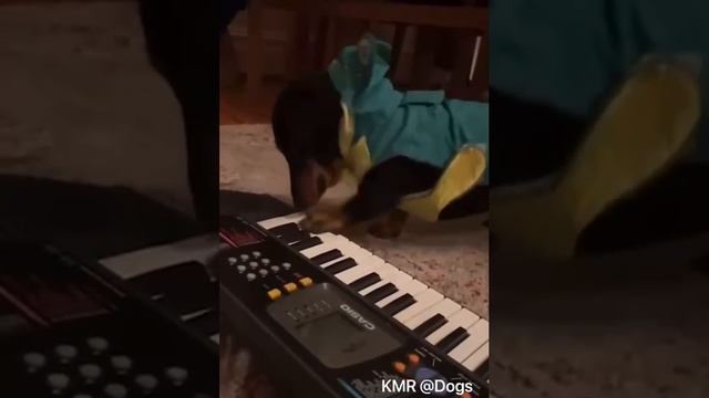 Диджей Такс 🕺😂 ( видео про собак )