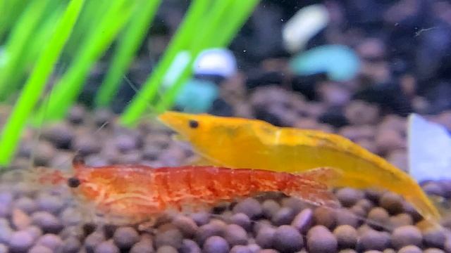 Смешные аквариумные креветки видео