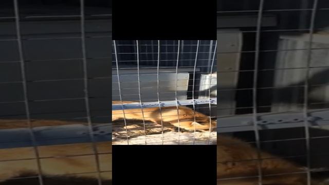 Лиса не поняла, зачем дети кинули ей Морковку