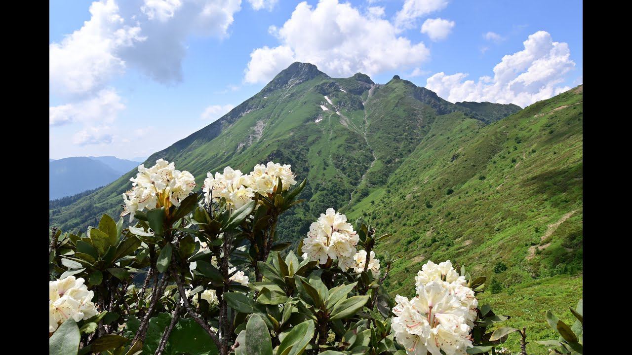 Альпийские луга в цвету. Красная поляна, Альпика Сервис.