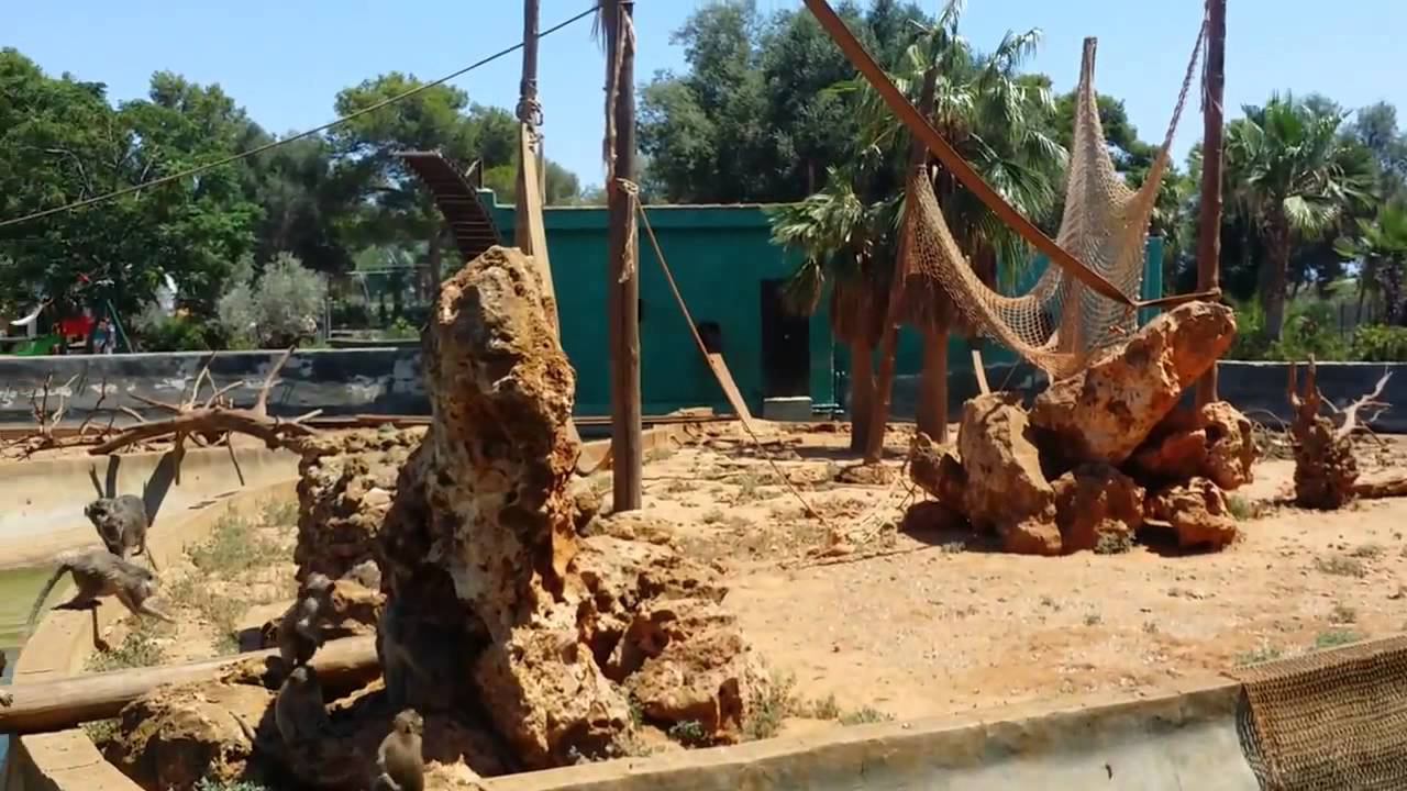 Майорка 2015: Сафари