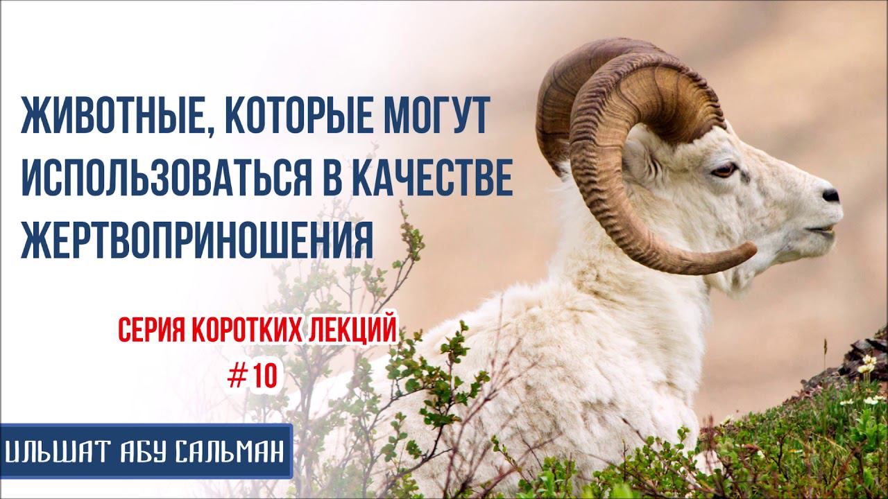 Ильшат Абу Сальман. Животные которые могут использоваться в качестве жертвоприношения? Курбан-Байрам