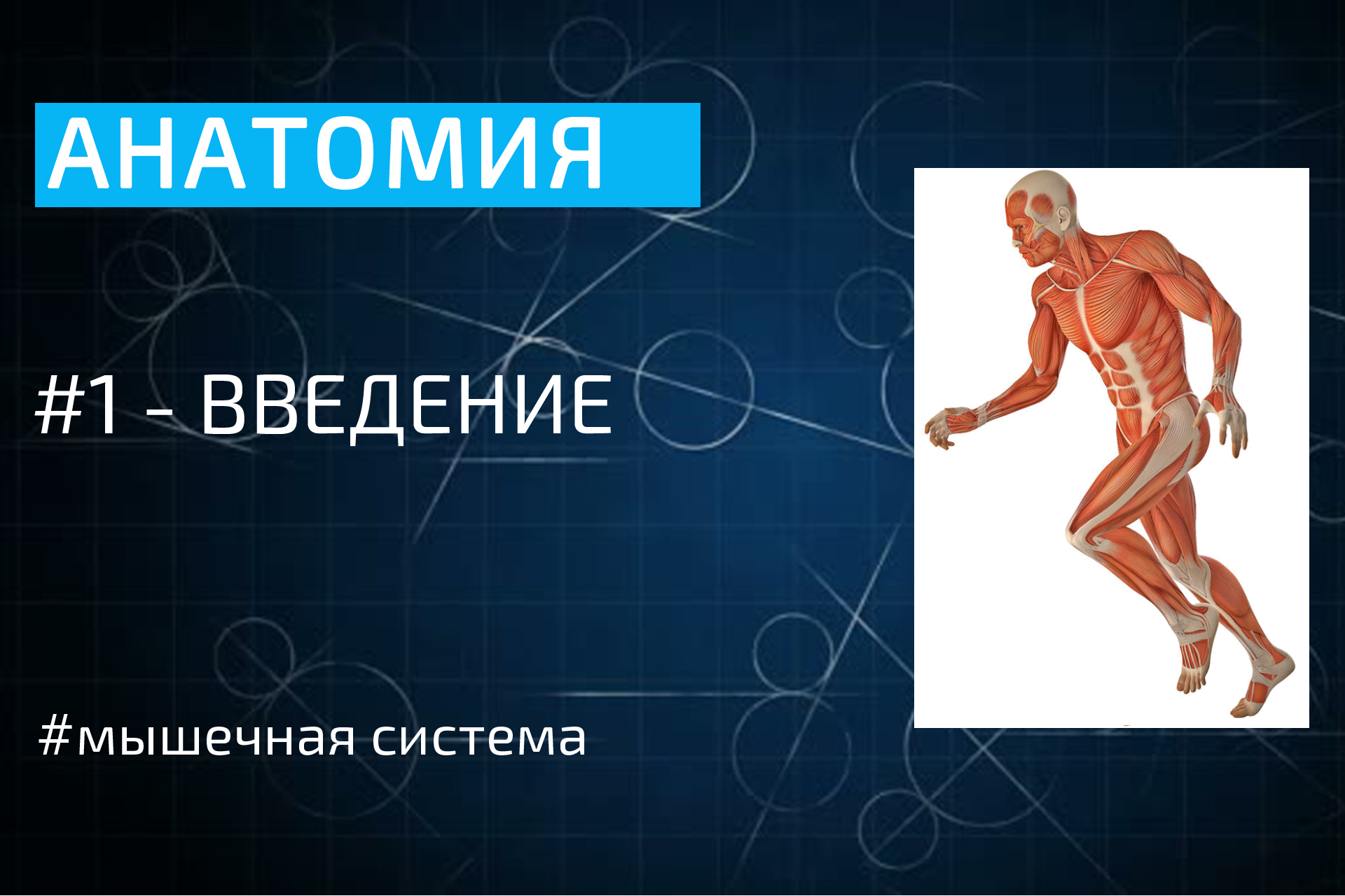 Анатомия: мышечная система человека - введение