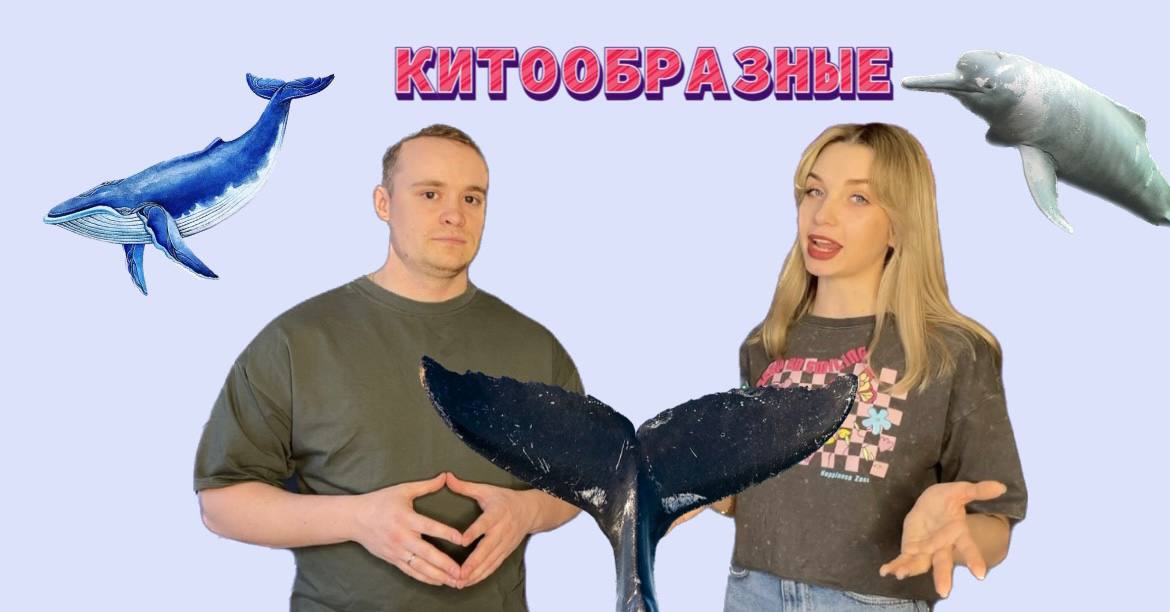 Животный мир. Отряд китообразные.