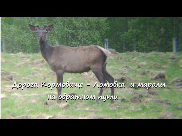 Дорога Кормовище - Ломовка  и маралы на обратном пути