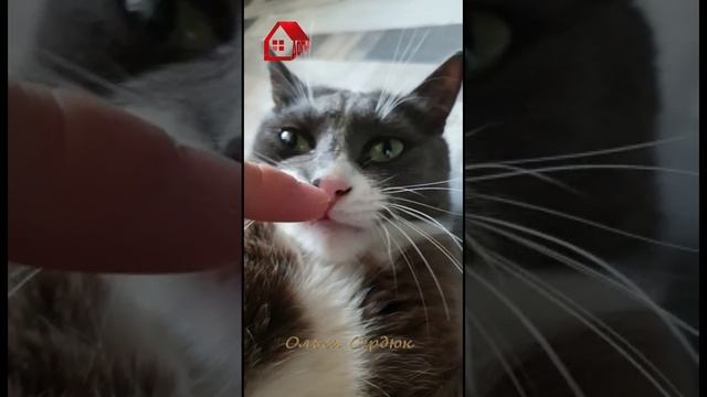 КОТ Ханзо ч3