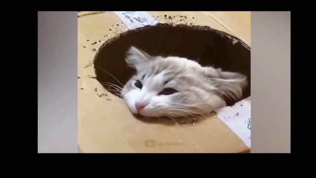 Подборка смешных видео с кошками и с собаками