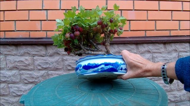 Бонсай открытая книга от А до Zють плодоношение лето осень 2022- 2023 год 41 часть