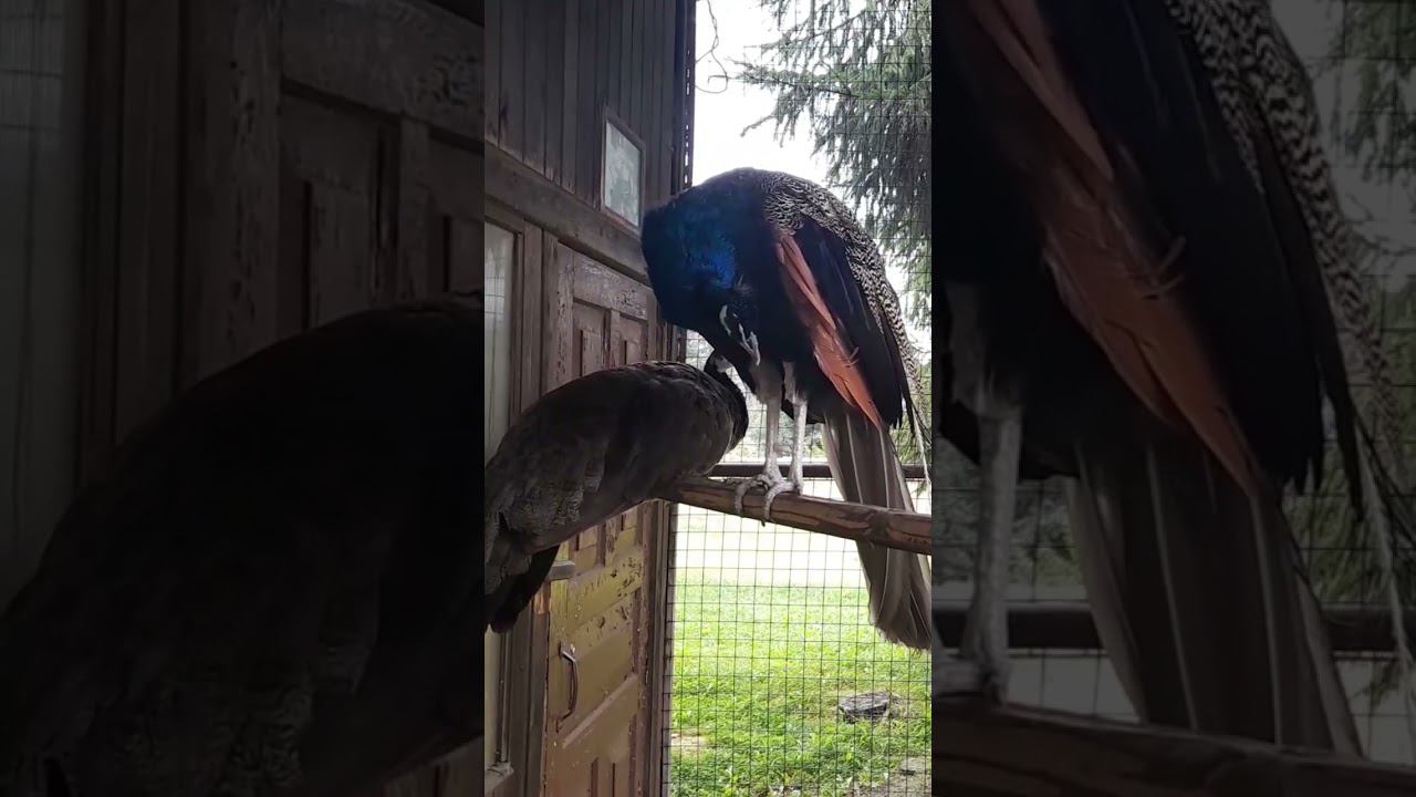 Павлины #отдых  #птицы #павлины #путешествие # шортс