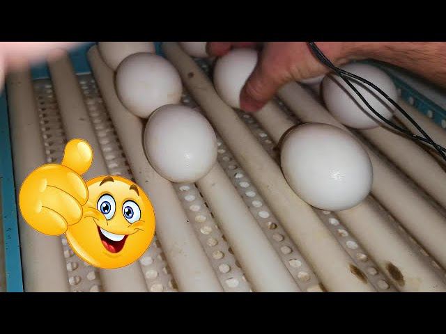 24 октября инкубация ГУСЕЙ мою яйца ремонт инкубатора