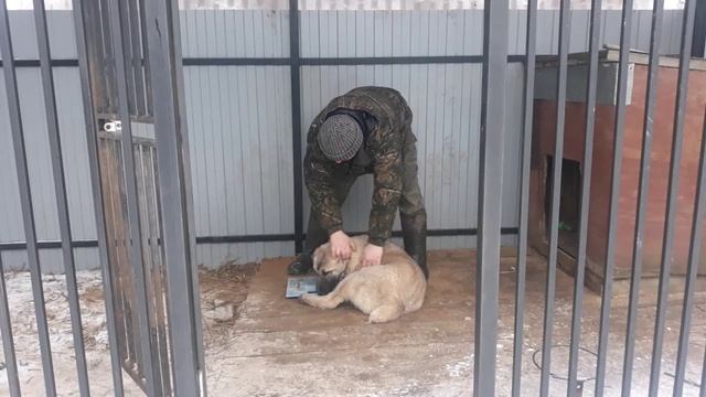 Взвешиваем Улана.