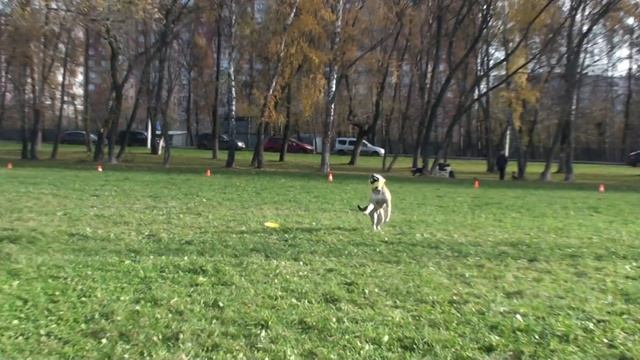 Ольга и Барсик - фризби-фристайл.mp4