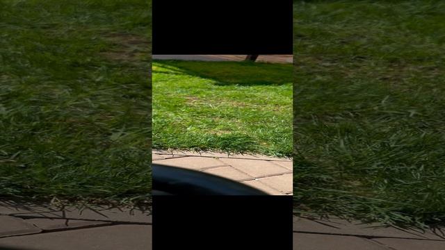 Гонки Четвёртая часть