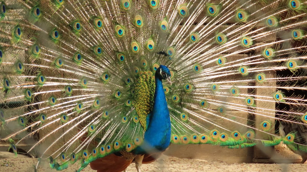 Танец павлина. Парк Лога, г. Каменск-Шахтинский, Ростовская область. 20.04.24