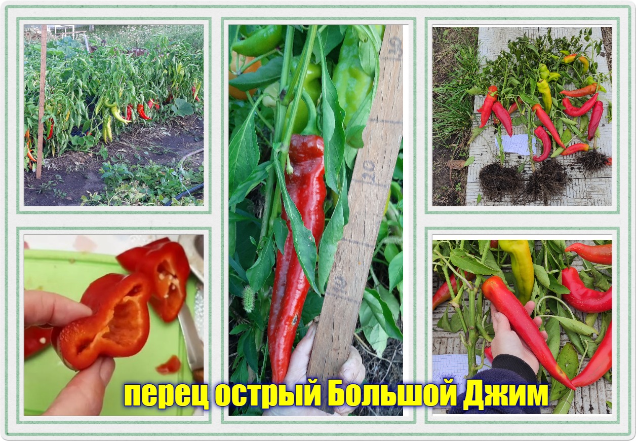 ✅ Перец острый сорт Большой Джим. Один из самых больших сортов горького перца !