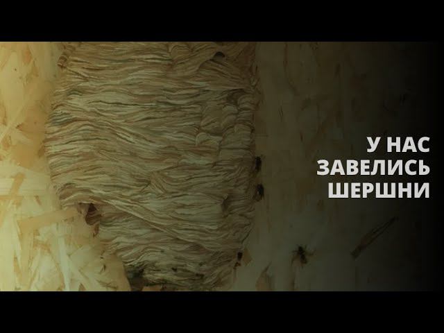 У нас завелись шершни