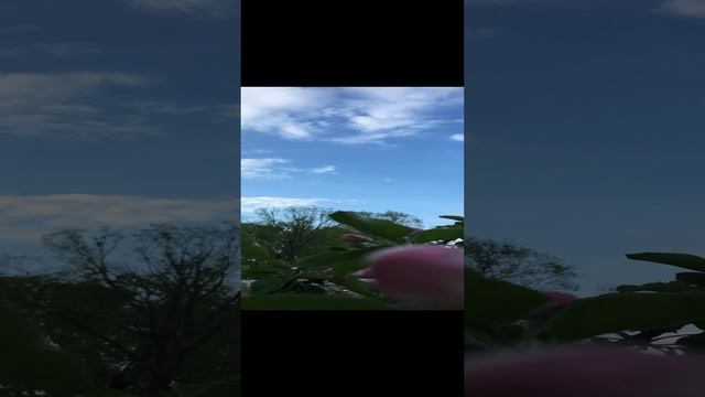 Пение соловья и цветущая яблоня • Звуки природы