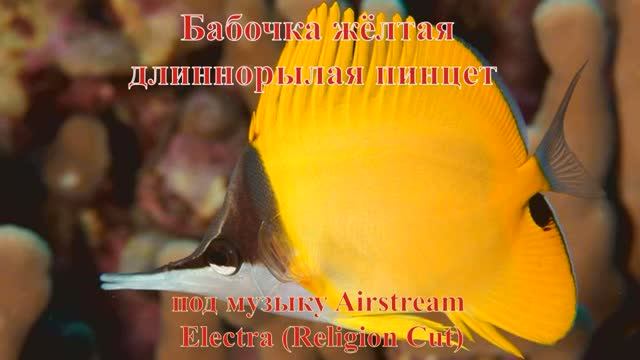 6. Бабочка жёлтая длиннорылая пинцет под музыку Airstream - Electra HD