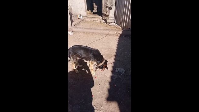 пес вегитареанец