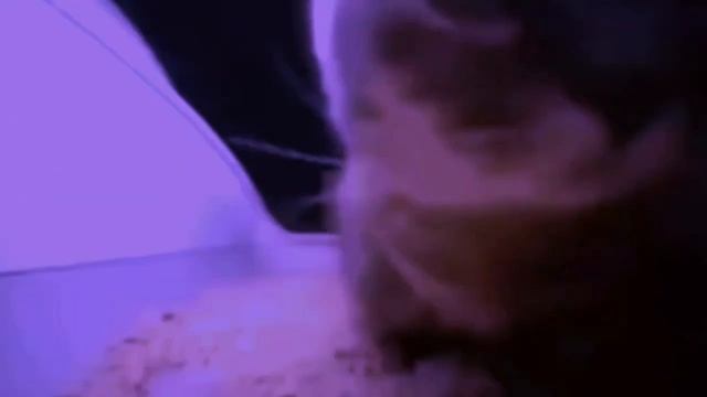 Chipi Chipi Chapa Chapa Dubi Dubi Daba Daba (Remix) [Электро BASS]