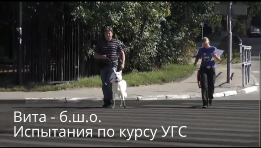 Вита - белая швейцарская овчарка. 
Испытания по курсу Управляемая Городская Собака (УГС)