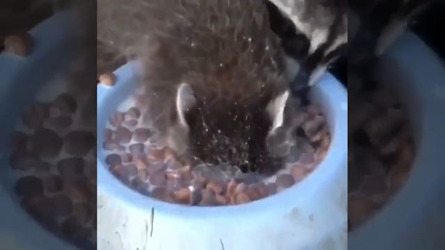 Невероятно милая пушистая жадина ?