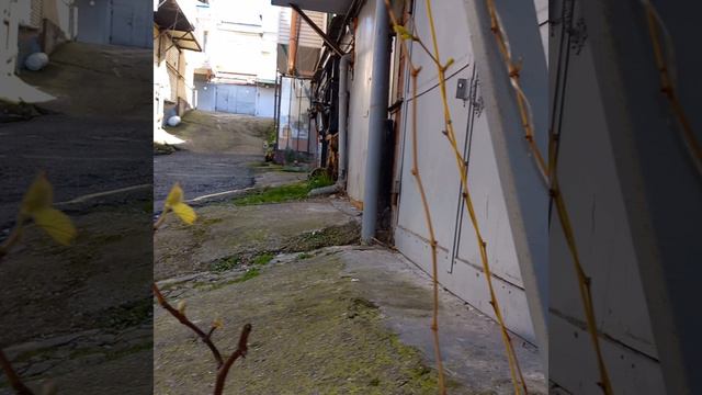 Выращивание винограда в Сочи.