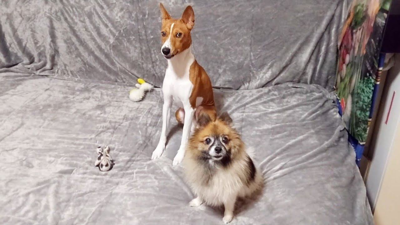 И это мелкое, круглое, пушистое ТОЖЕ СОБАКА?! Да ладно!  Оно ещё и ЛАЕТ!!! Басенджи и Шпиц