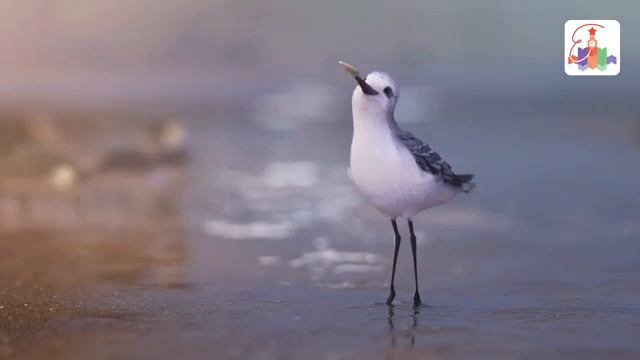 Нацлитфест. Мультфильмы на национальных языках создание и перевод.