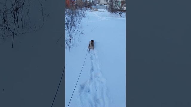 Прогулка с собакой