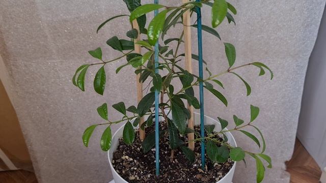 Евгения миртолисная 6