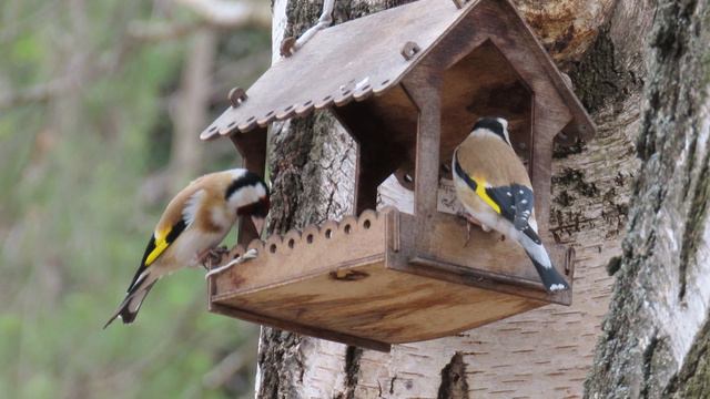 Щеглы, Крылатское, 07 апреля 2024