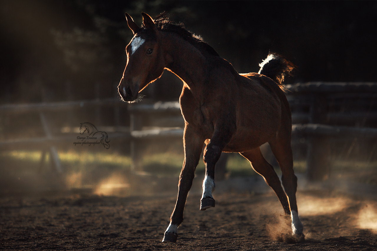 весеннее поле . активная прогулка