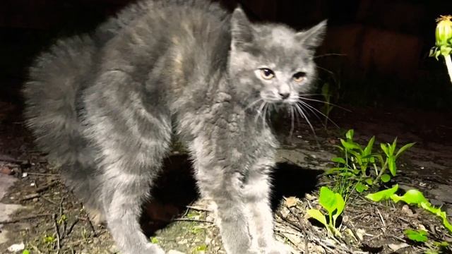 Пушистые друзья • Забавные котики