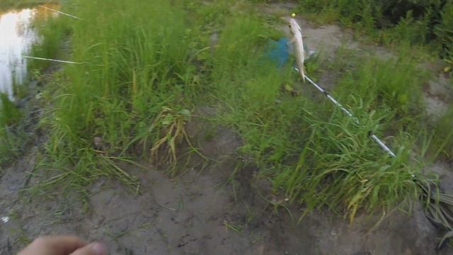 Рыбалка на донки в июле. И первый карась этого сезона.