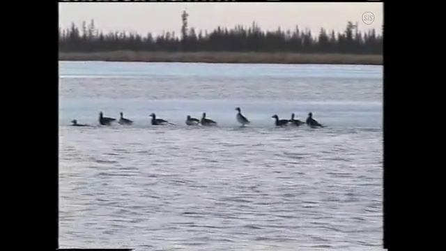 Морянки (Колыма)