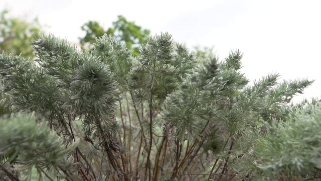 Чудесный аромат полыни!