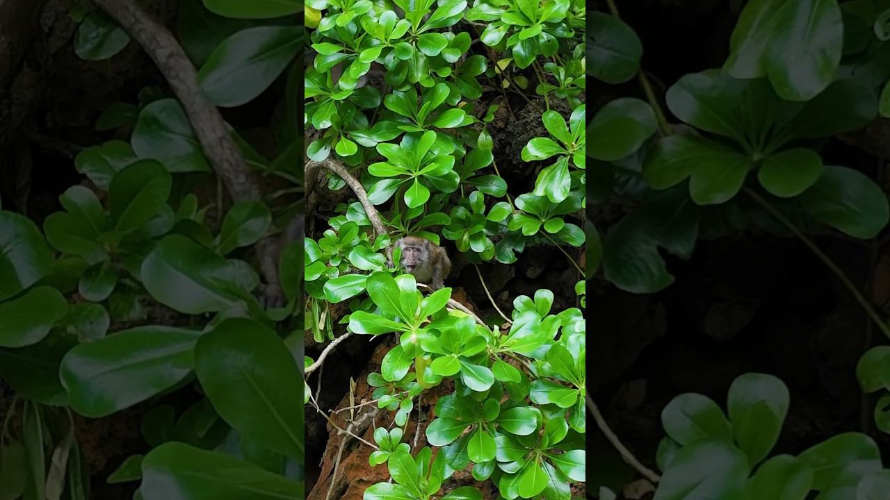 Как живут обезьяны в дикой природе Таиланда? #shorts #phiphi #thailand #money