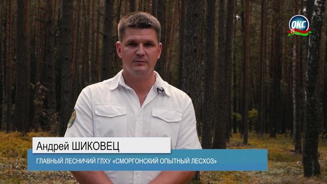Профессиональный путь Андрея Шиковца: от лесника до главного лесничего