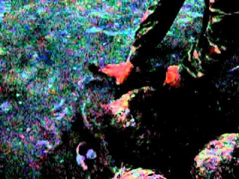 Госинспекторы выпускают живую рыбу на волю