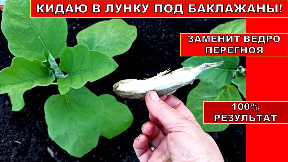 Кидаю в лунку под баклажаны при посадке рассады! Баклажаны с ума сходят от такой заправки лунки!