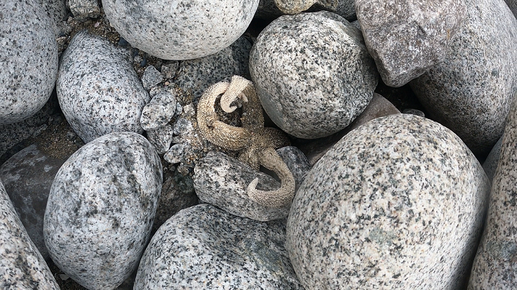 прогулка на конгали магадан