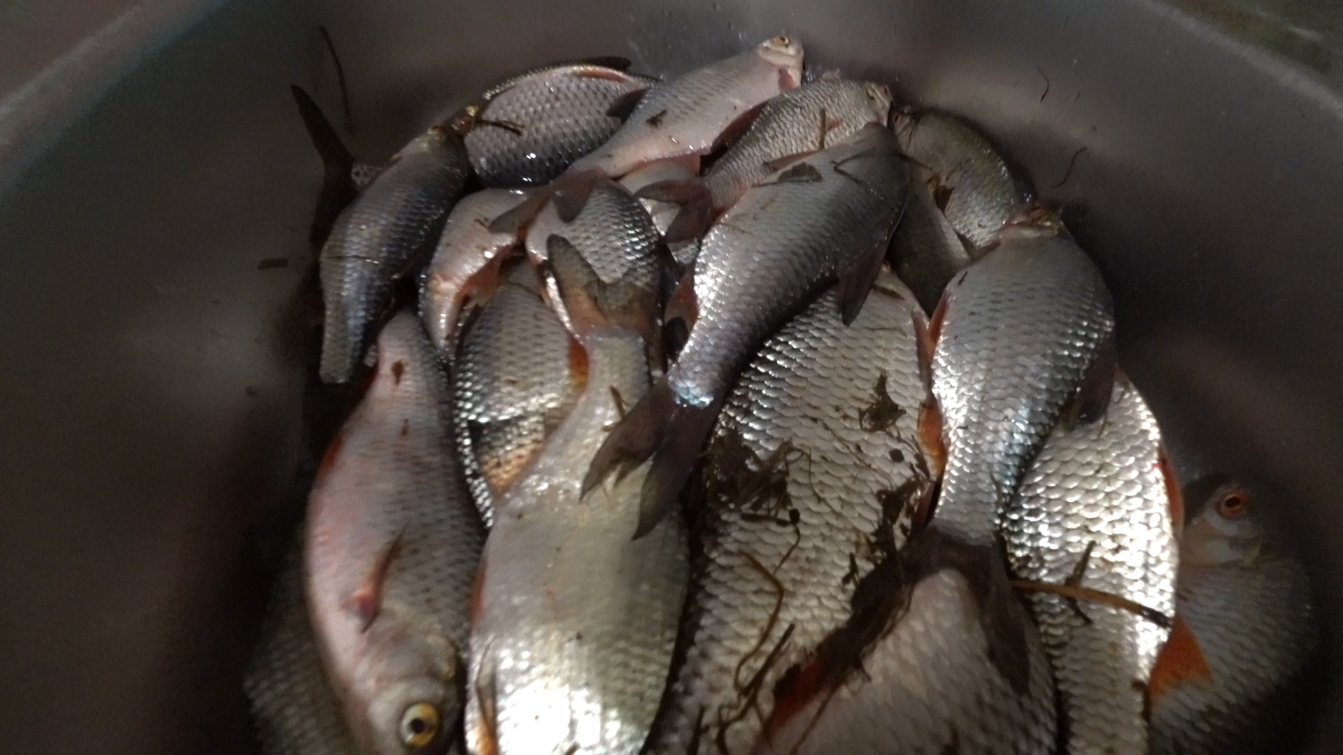 БЕШЕНЫЙ ЖОР ПЛОТВЫ НА СЕКРЕТНОЕ ОРУЖИЕ!