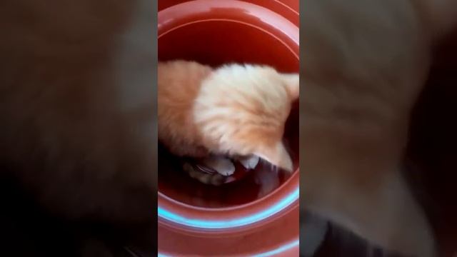 Смешной маленький котенок.