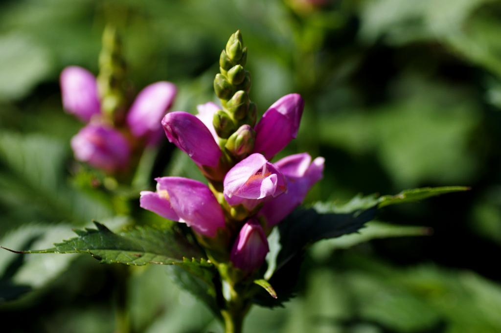 Хелоне розовый фламинго РЕЛАКС АРТ-ТЕРАПИЯ ИМПРОВИЗАЦИЯ композитор Виктор Анохин #цветы #bossanova